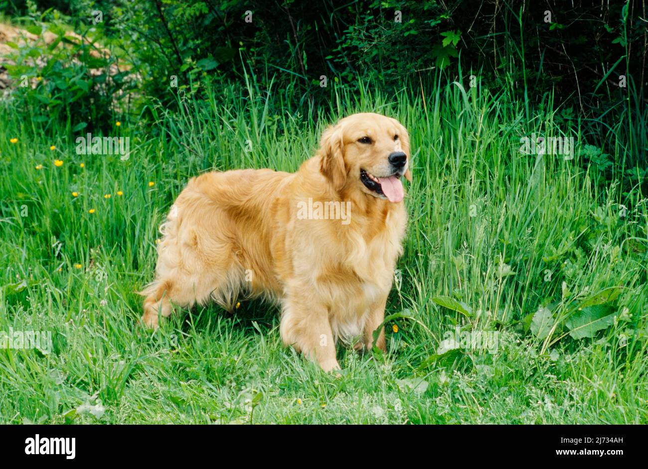 Golden retriever field hi-res stock photography and images - Alamy