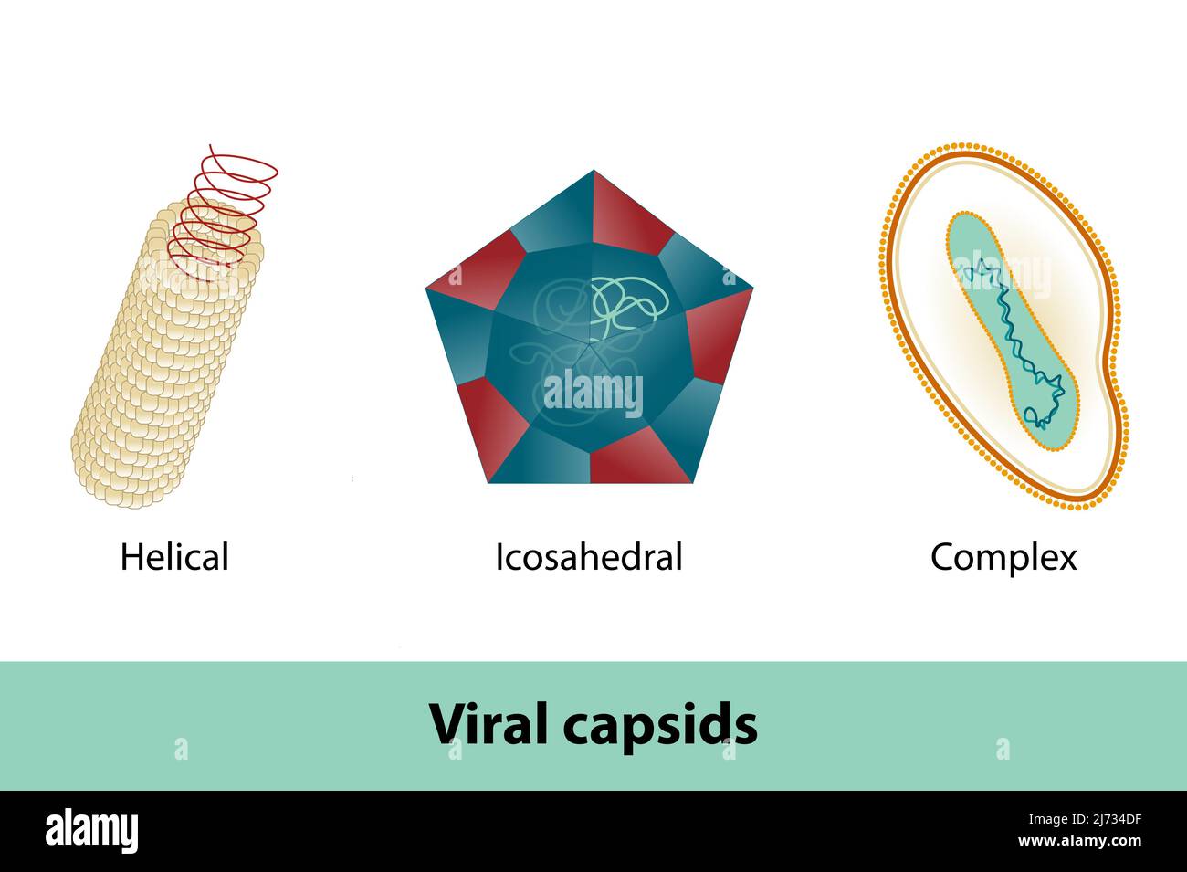 Viral capsids of different shapes: helical, polyhedral, complex shape ...