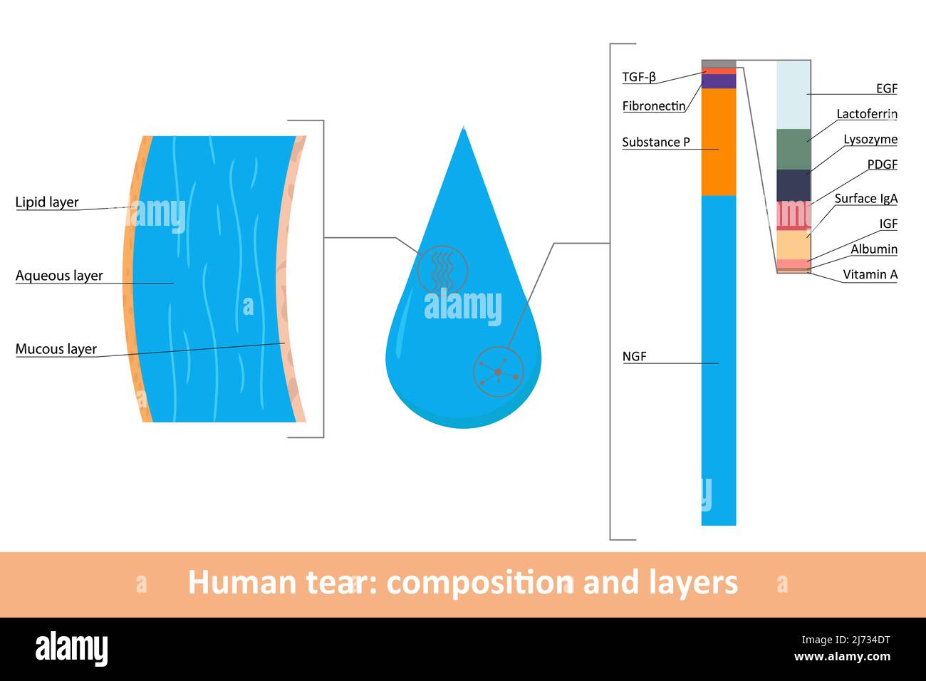 Human tear composition and layers. Scheme of layers and visualized list ...
