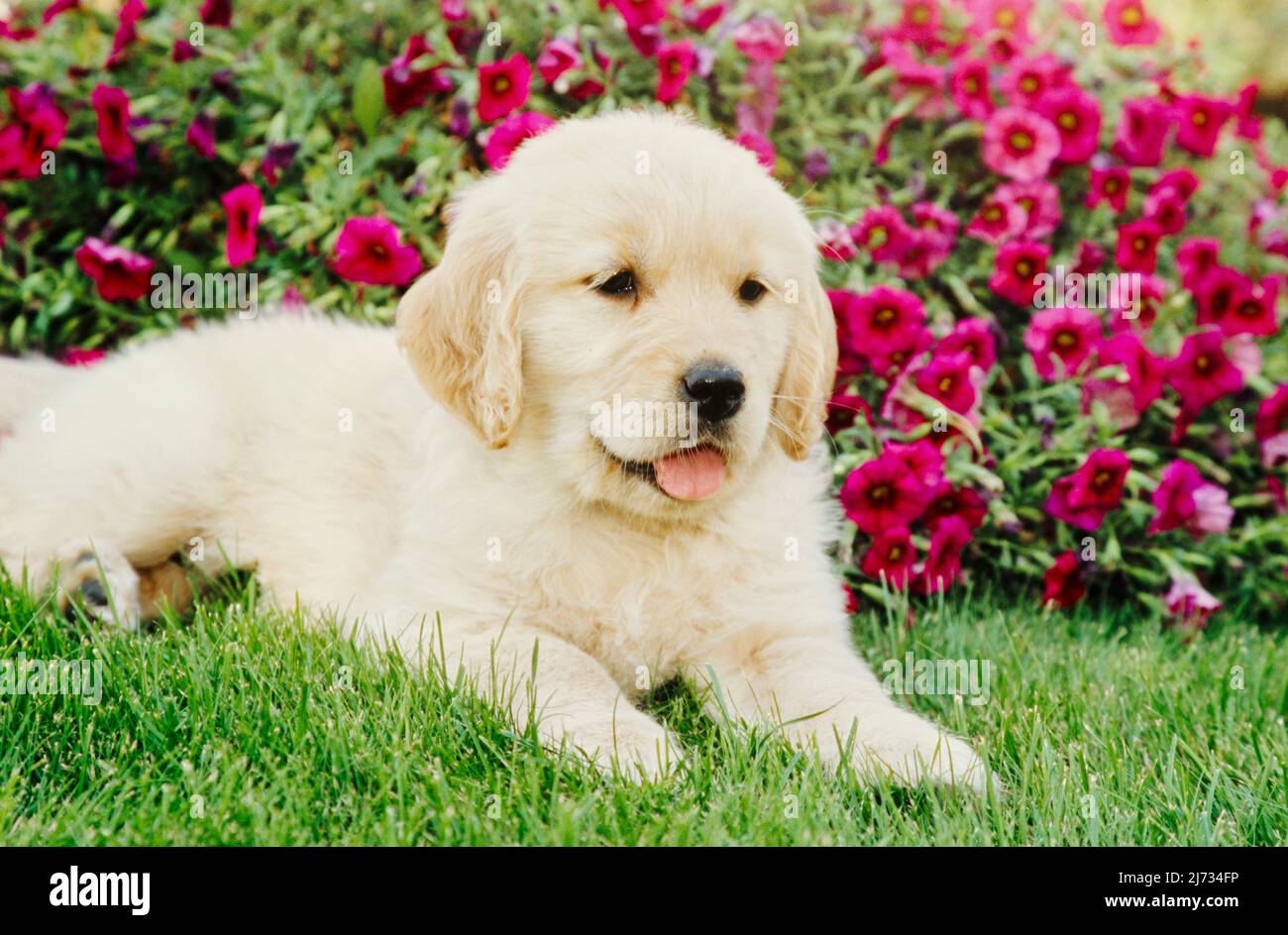 Golden Retriever puppy in grass in front of flowers Stock Photo - Alamy