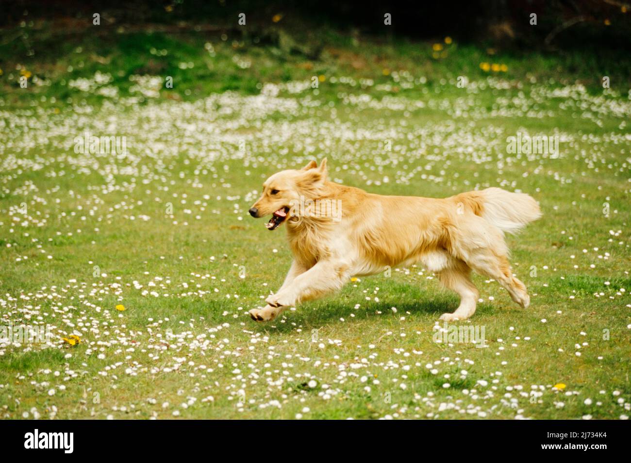 Golden Retriever running in field Stock Photo - Alamy