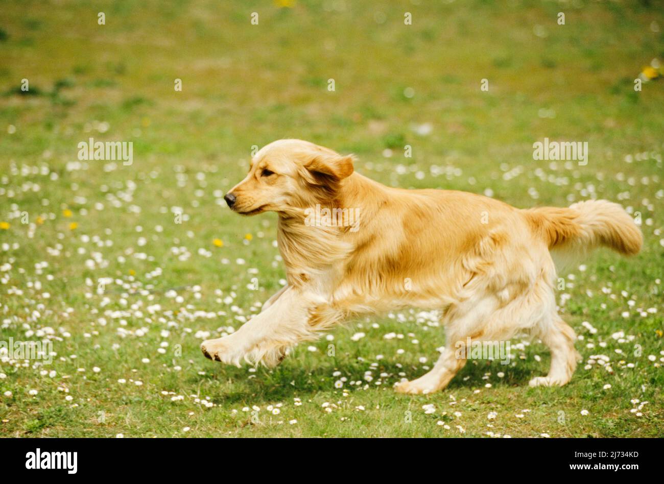 Golden Retriever running in field Stock Photo - Alamy