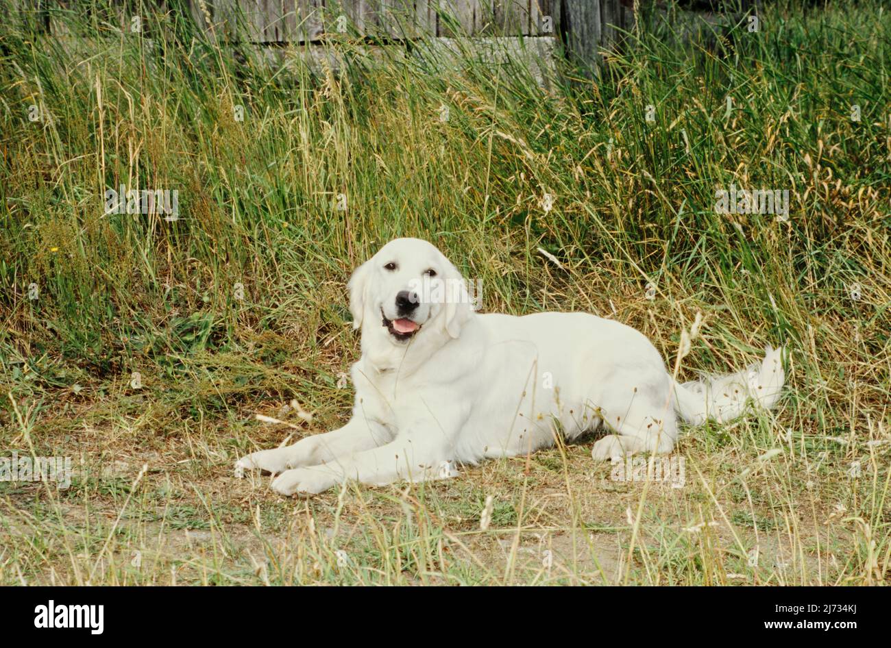 Golden Retriever in field Stock Photo - Alamy