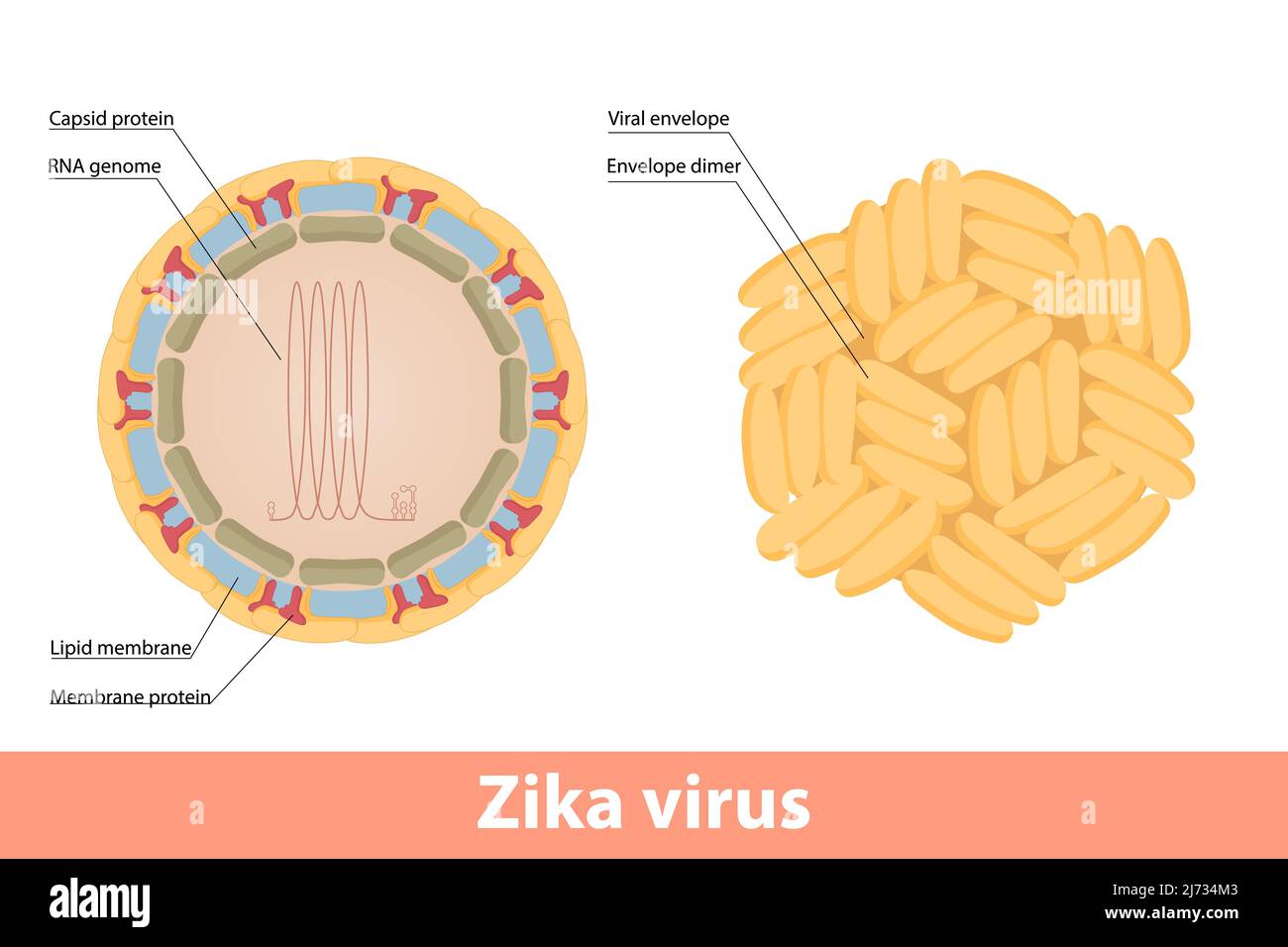 Zika virus structure hi-res stock photography and images - Alamy