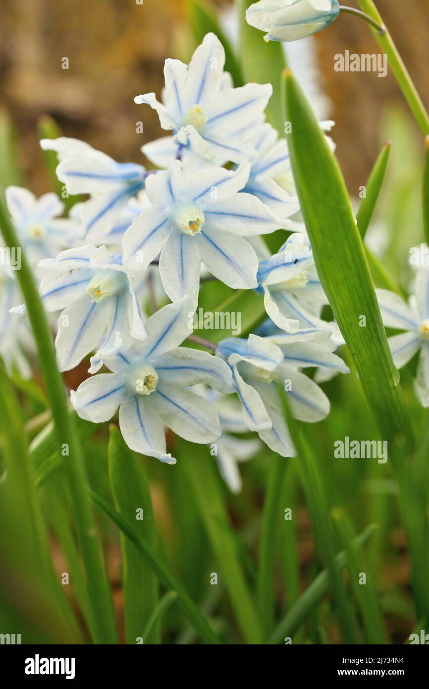 Flowering striped squill Puschkinia scilloides aka Snowdrift or Early ...