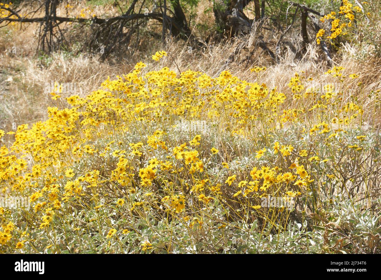 Yellow wild flowers on a hiking trail in Winkleman, Arizona Stock Photo ...