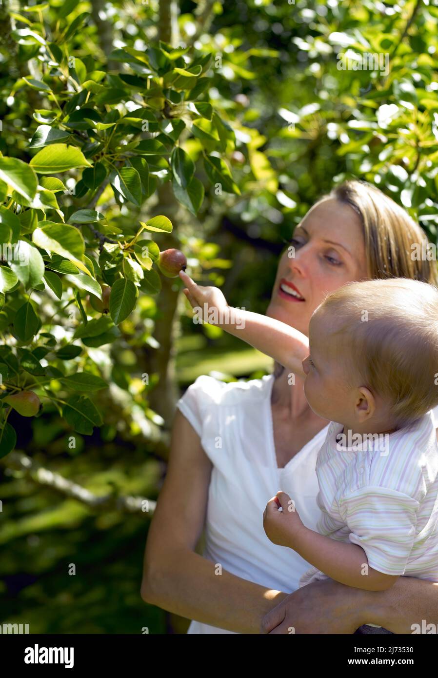 Mother holding toddler showing her baby apples growing on tree Stock ...