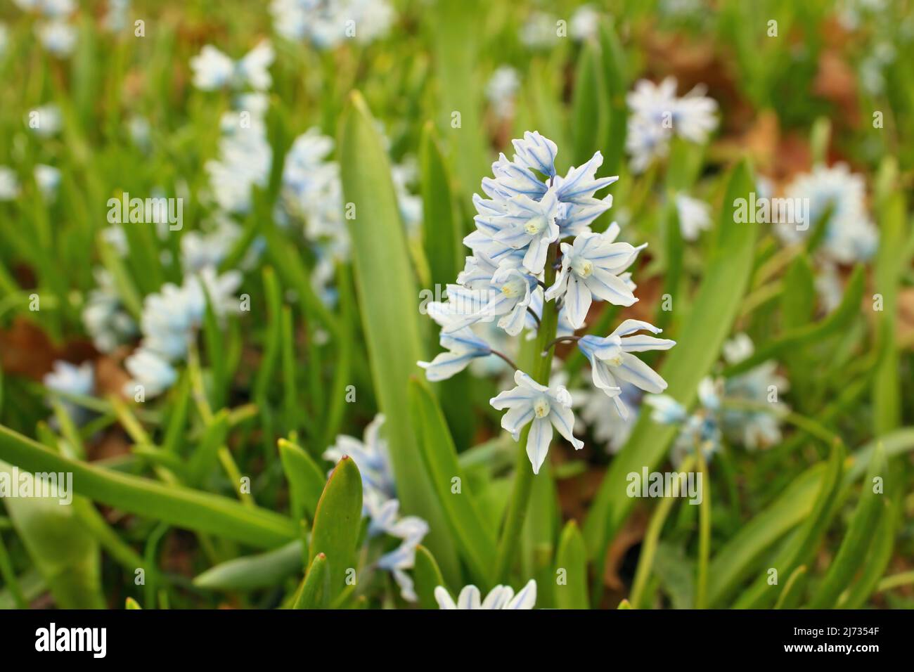 Flowering striped squill Puschkinia scilloides aka Snowdrift or Early ...