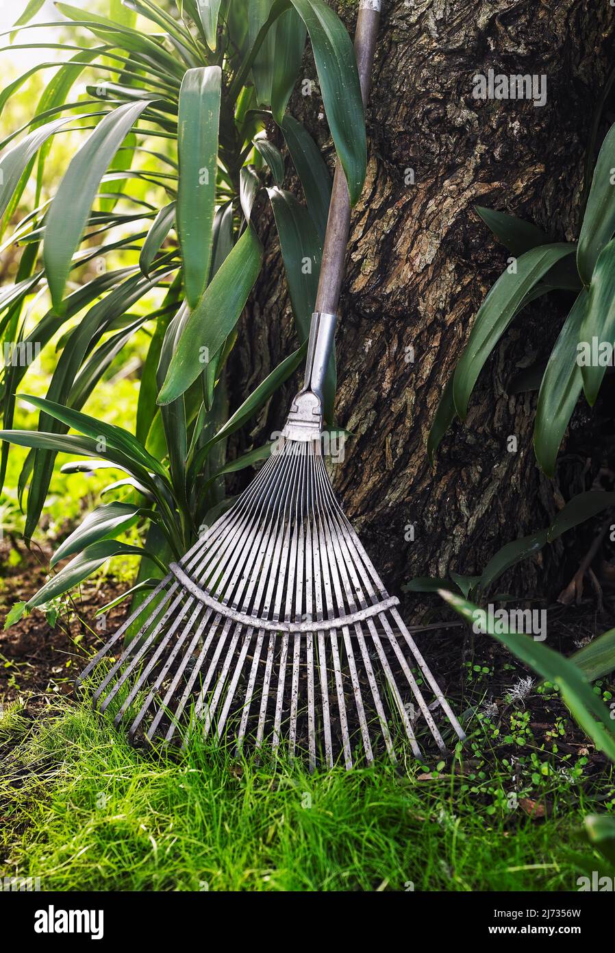 Wide leaf rake leaning against tree in garden Stock Photo - Alamy