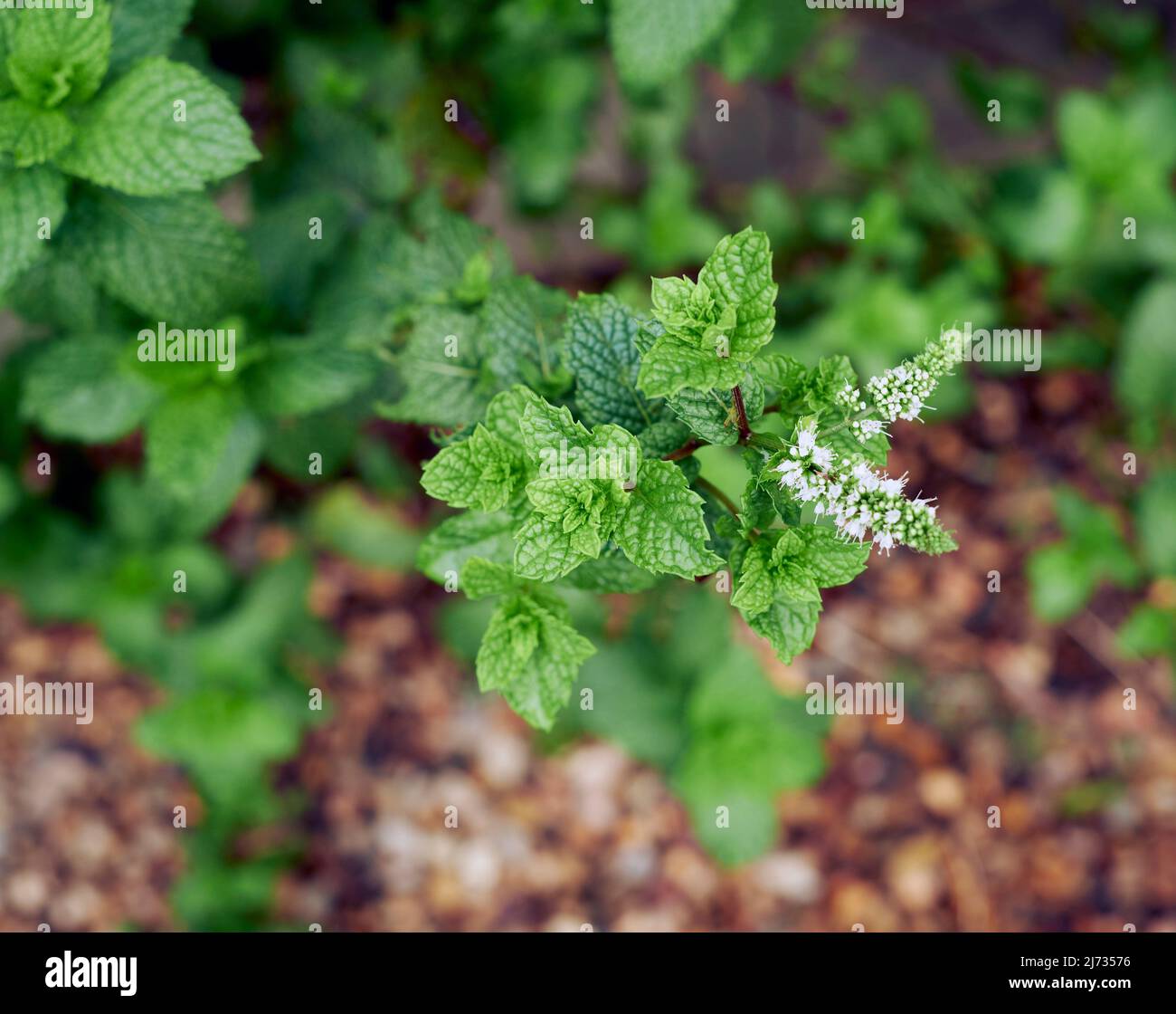 Flowering mint plant Stock Photo - Alamy
