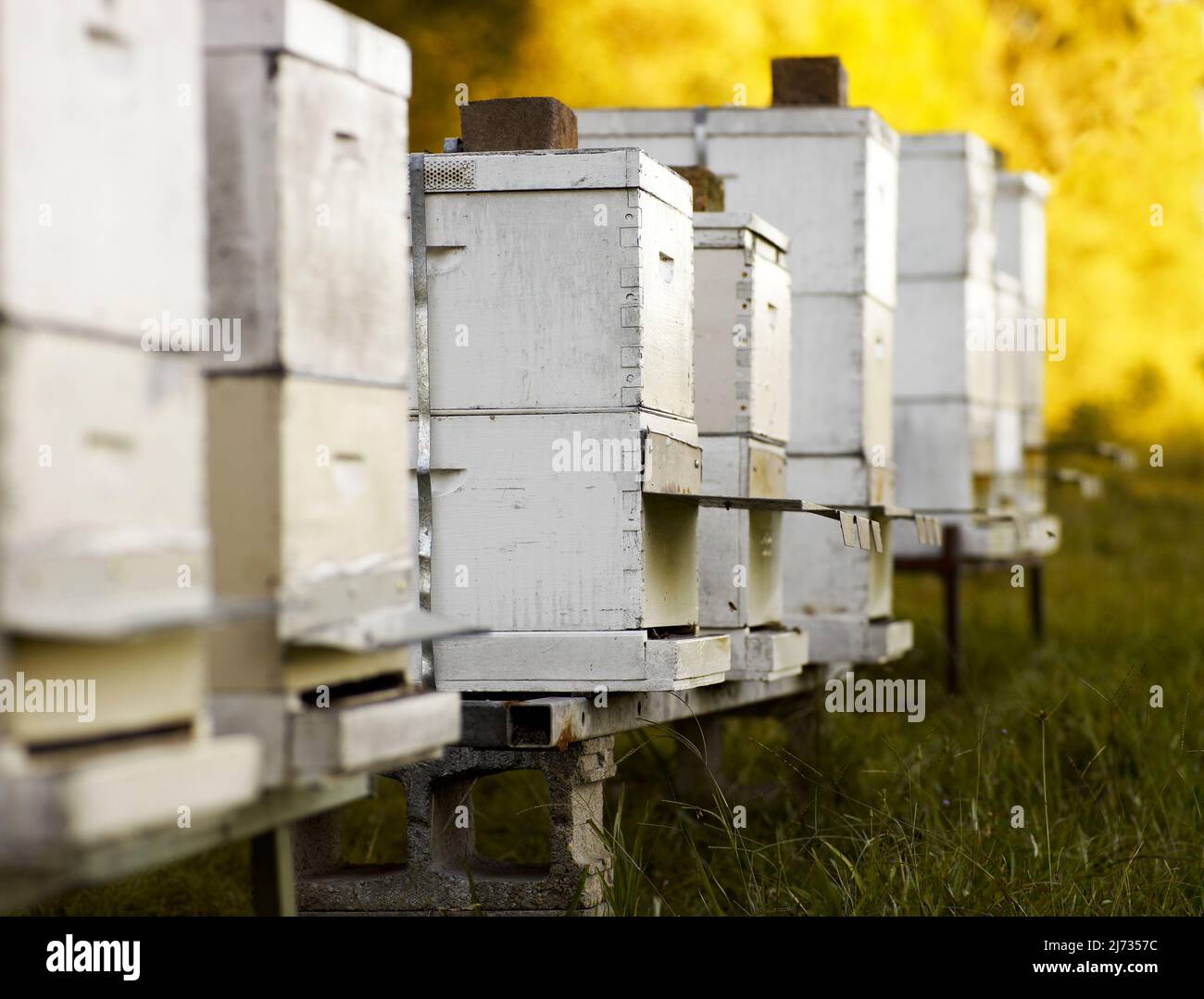 Commercial beehives hi-res stock photography and images - Alamy