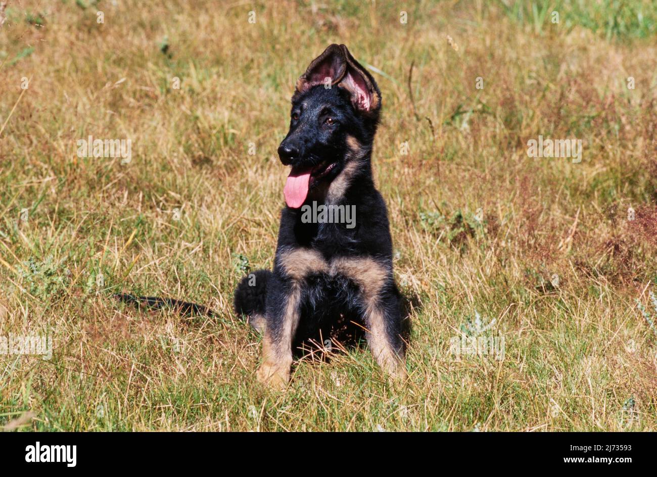 German shepherd outdoors on grass Stock Photo - Alamy