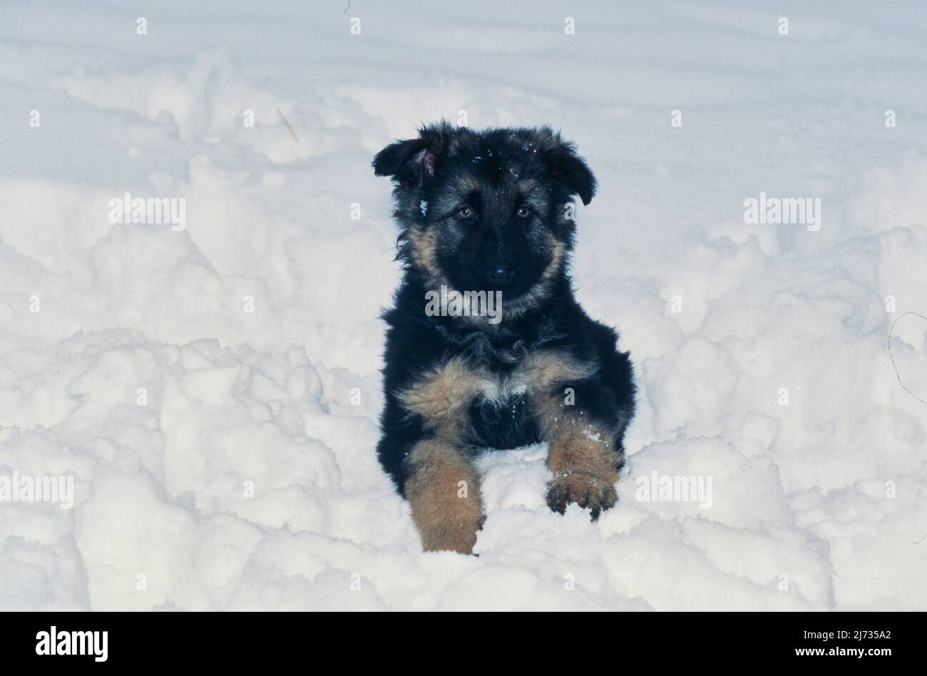 German shepards hi-res stock photography and images - Alamy
