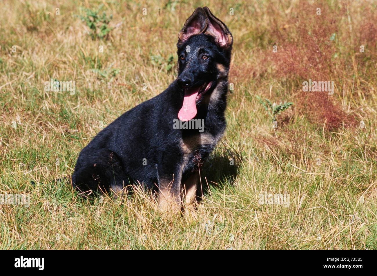 German shepherd outdoors on grass Stock Photo - Alamy