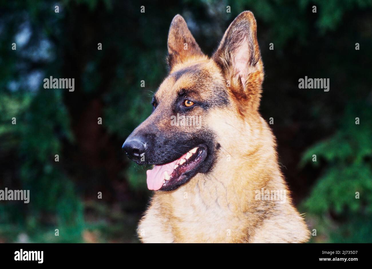 Closeup german shepherd in hi-res stock photography and images - Alamy