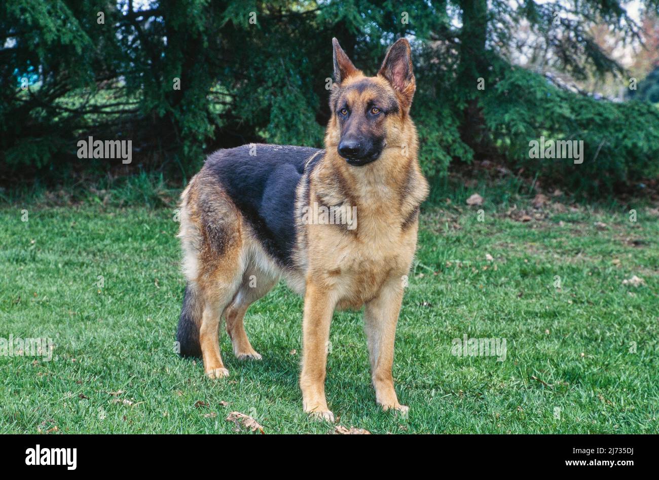 German shepherd standing outside in grass Stock Photo - Alamy
