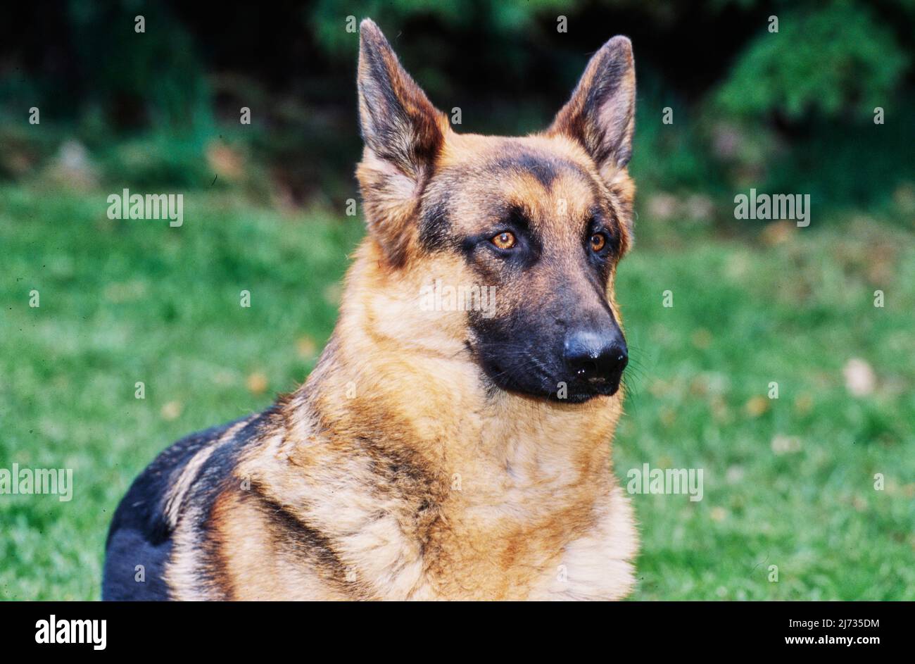 Closeup of German shepherd head outdoors Stock Photo - Alamy