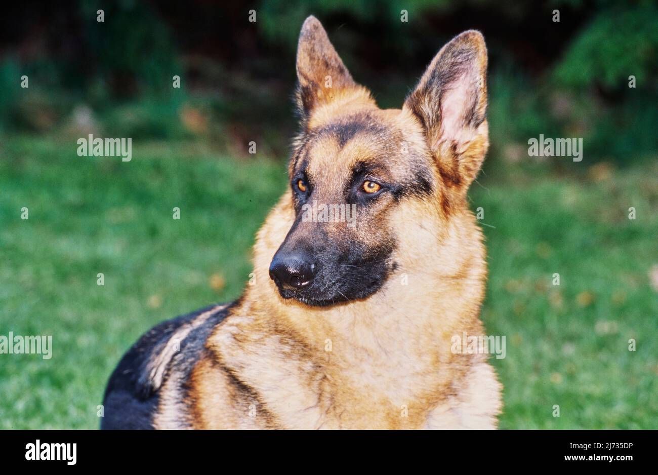 Shepherd head hi-res stock photography and images - Alamy