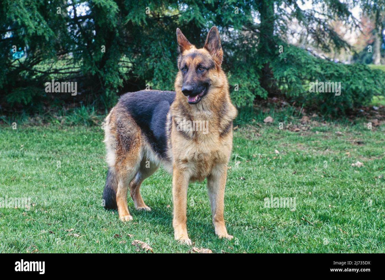 German shepherd standing outside in grass Stock Photo - Alamy