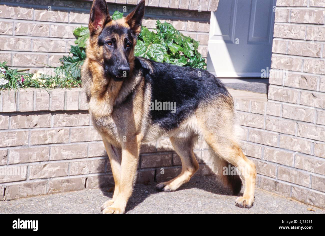 German shepherd standing on concrete patio in front of brick wall Stock ...