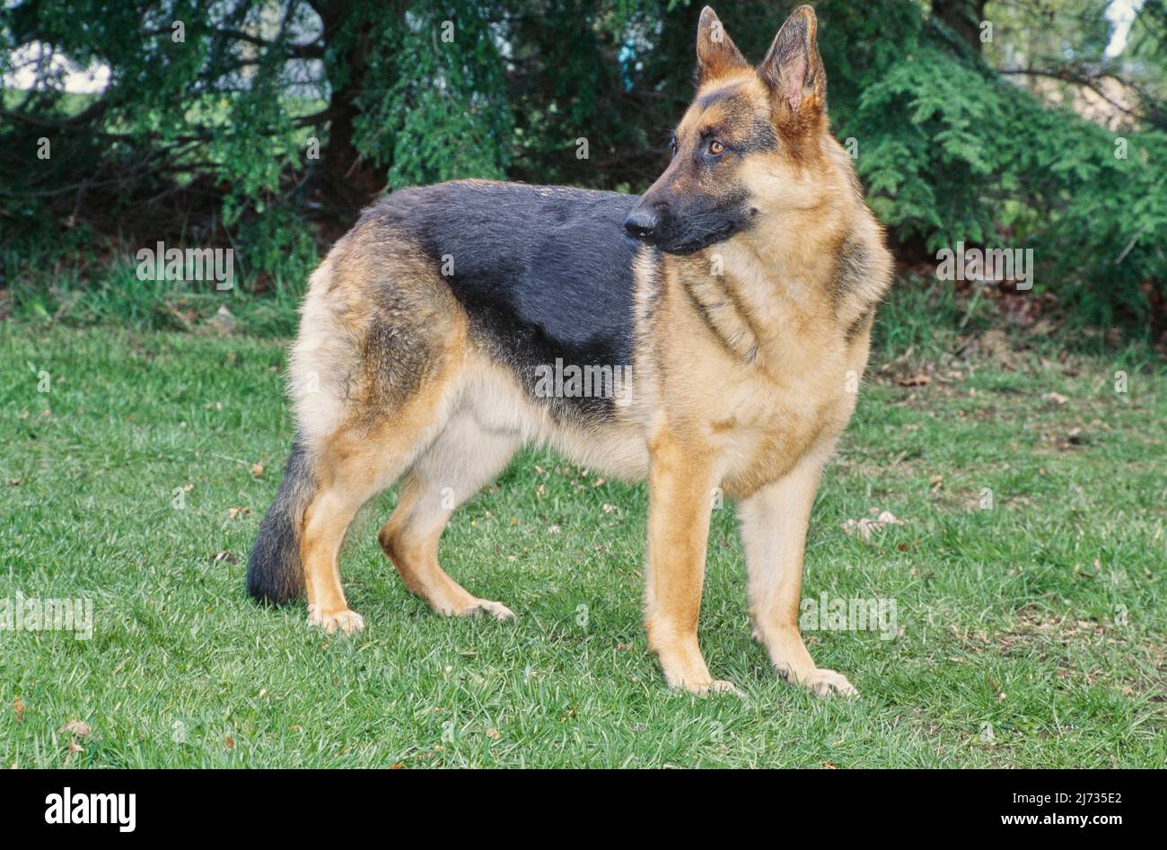 German shepherd standing outside in grass Stock Photo - Alamy