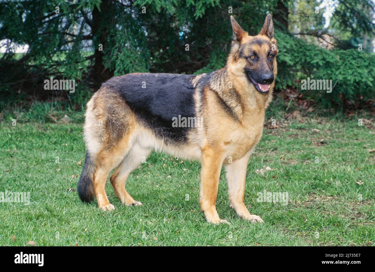 German shepherd standing outside in grass Stock Photo - Alamy