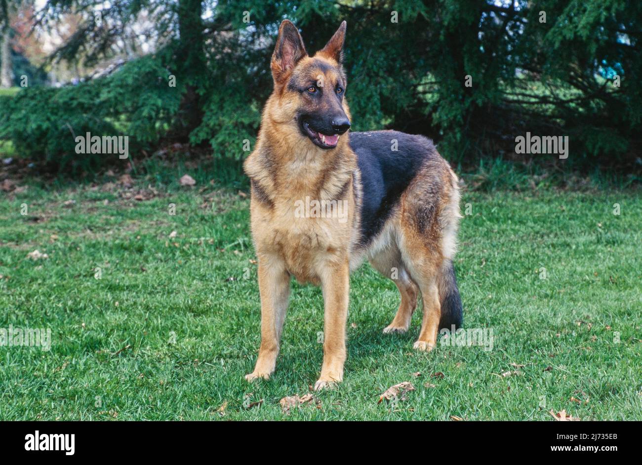 German shepherd standing outside in grass Stock Photo - Alamy