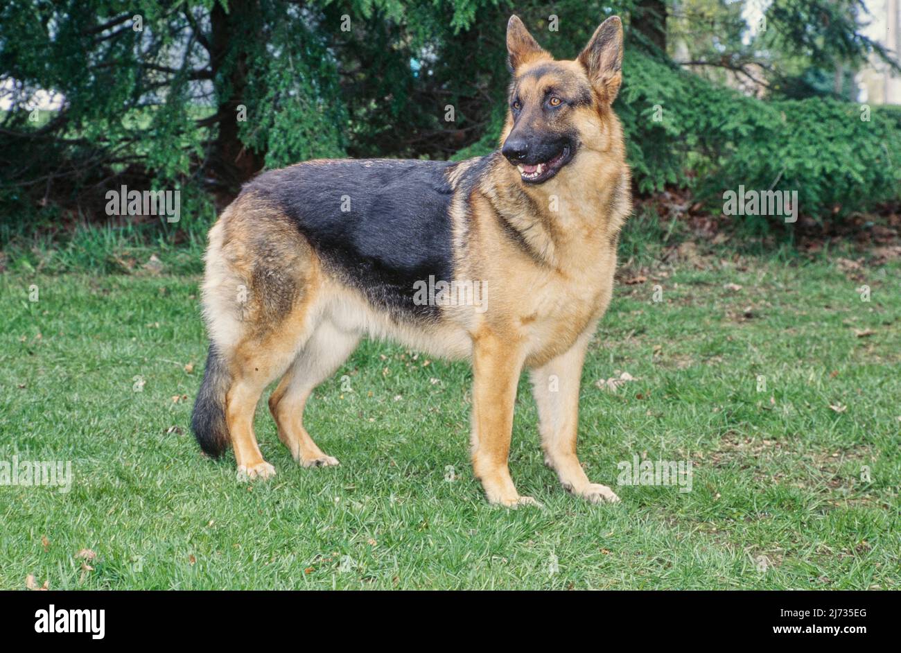German shepherd standing outside in grass Stock Photo - Alamy
