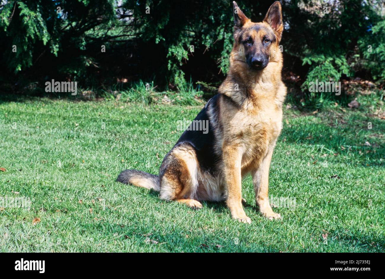 German shepherd sitting outside in grass Stock Photo - Alamy