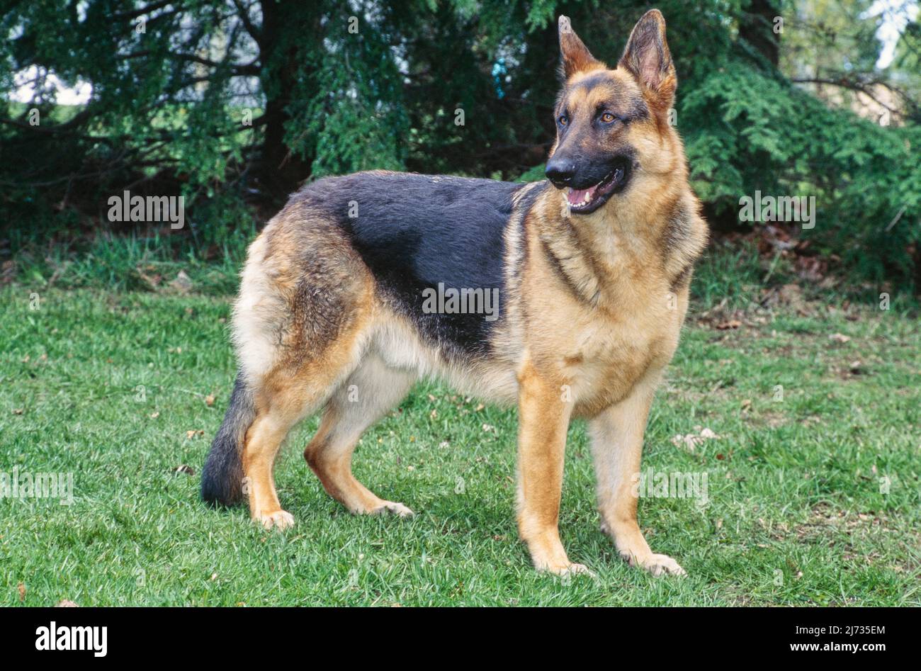German shepherd standing outside in grass Stock Photo - Alamy