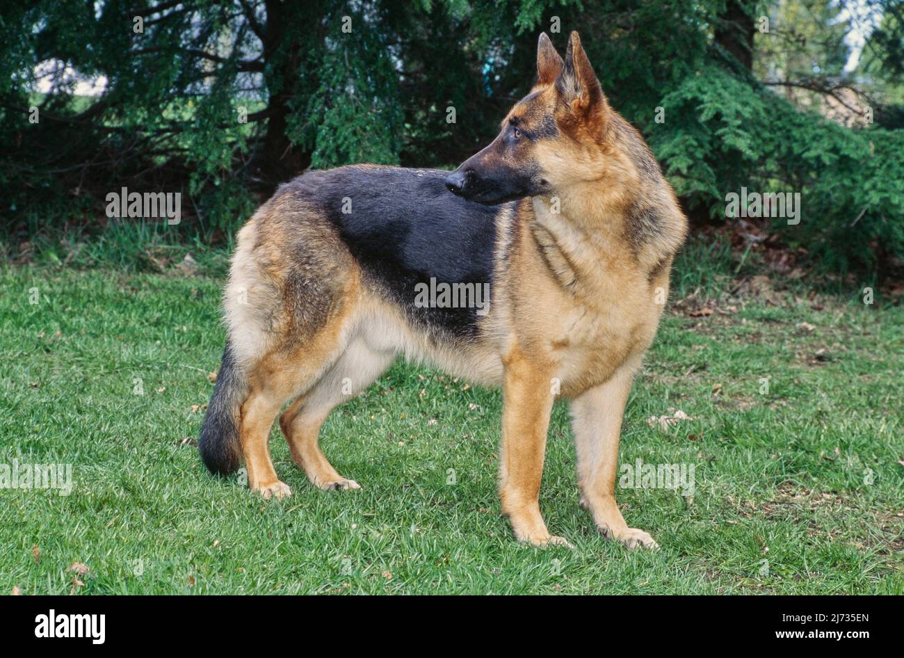 German shepherd standing outside in grass Stock Photo - Alamy