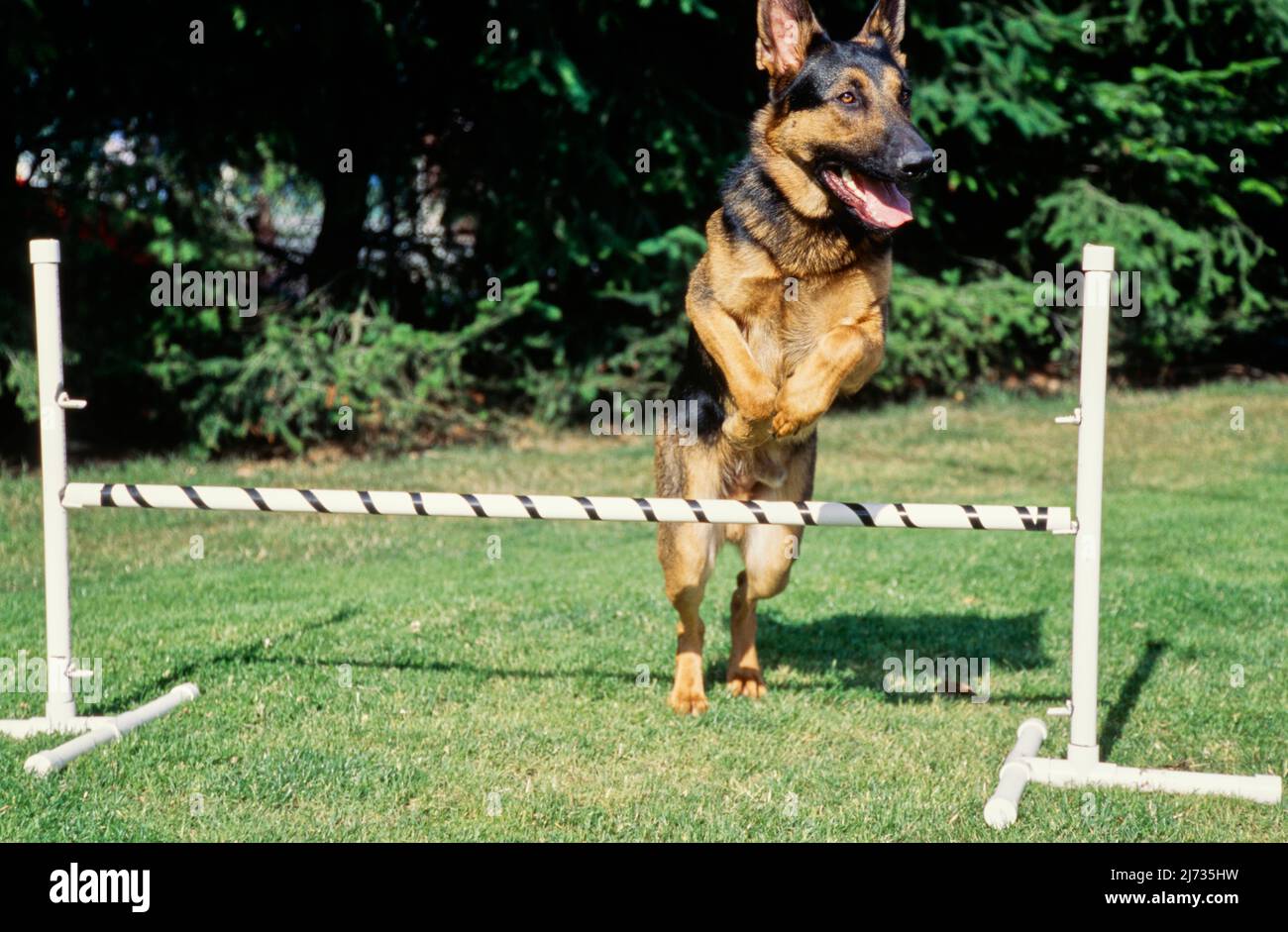 Running german shepard dog hi-res stock photography and images - Alamy