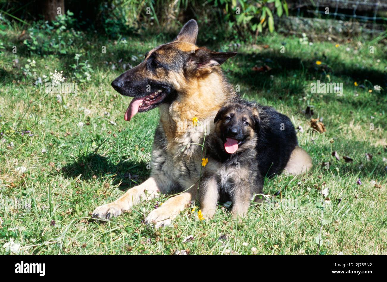 Adult German shepherd sitting with puppy in grassy field Stock Photo ...