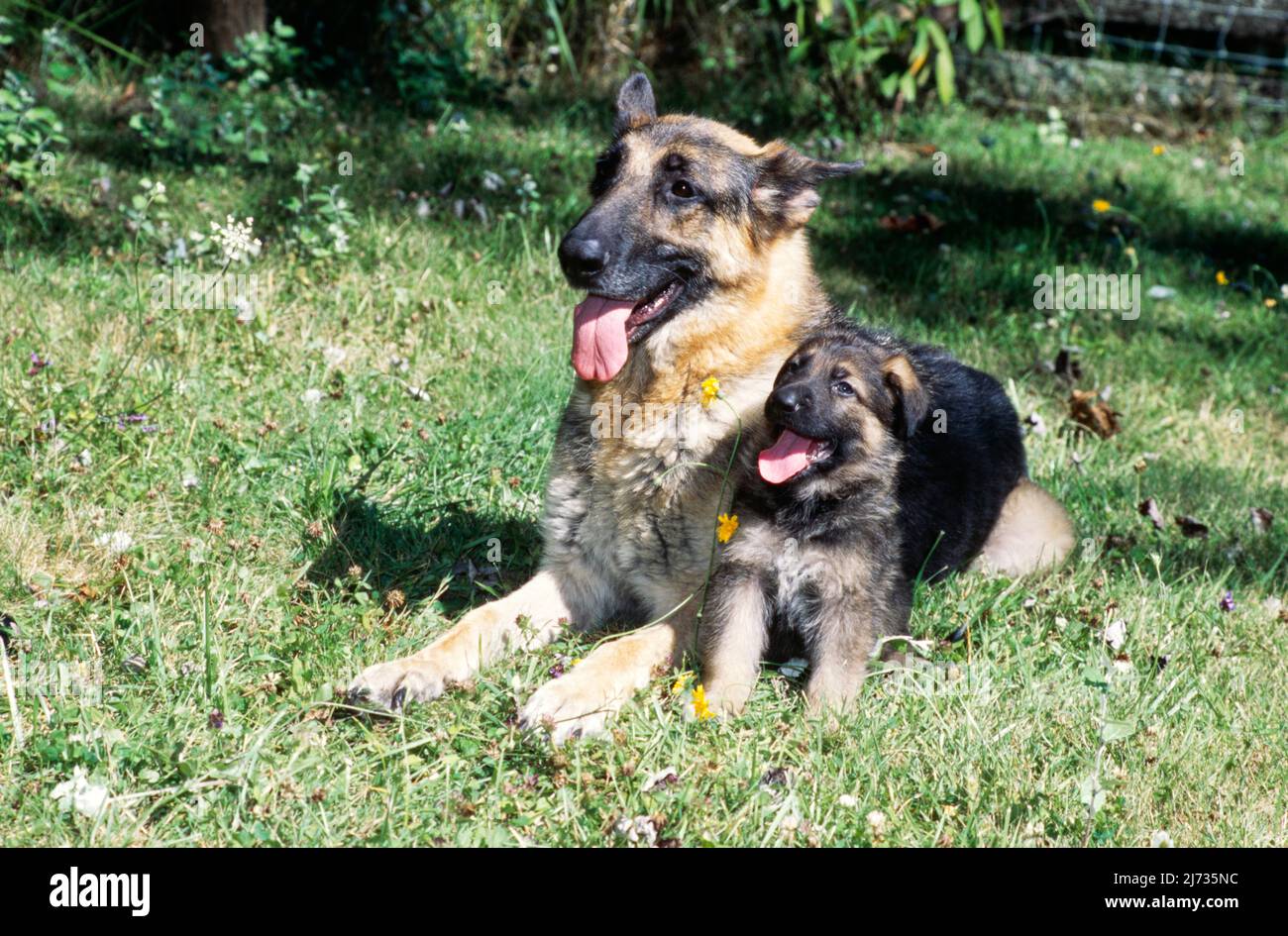 Adult German shepherd sitting with puppy in grassy field Stock Photo ...