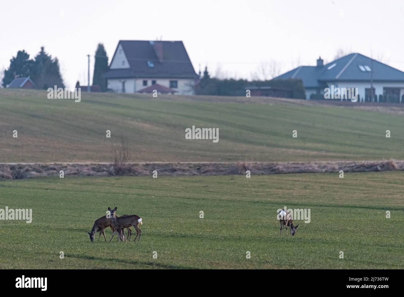 A herd of roe deer on a green spring meadow. Roe deer eating grass ...