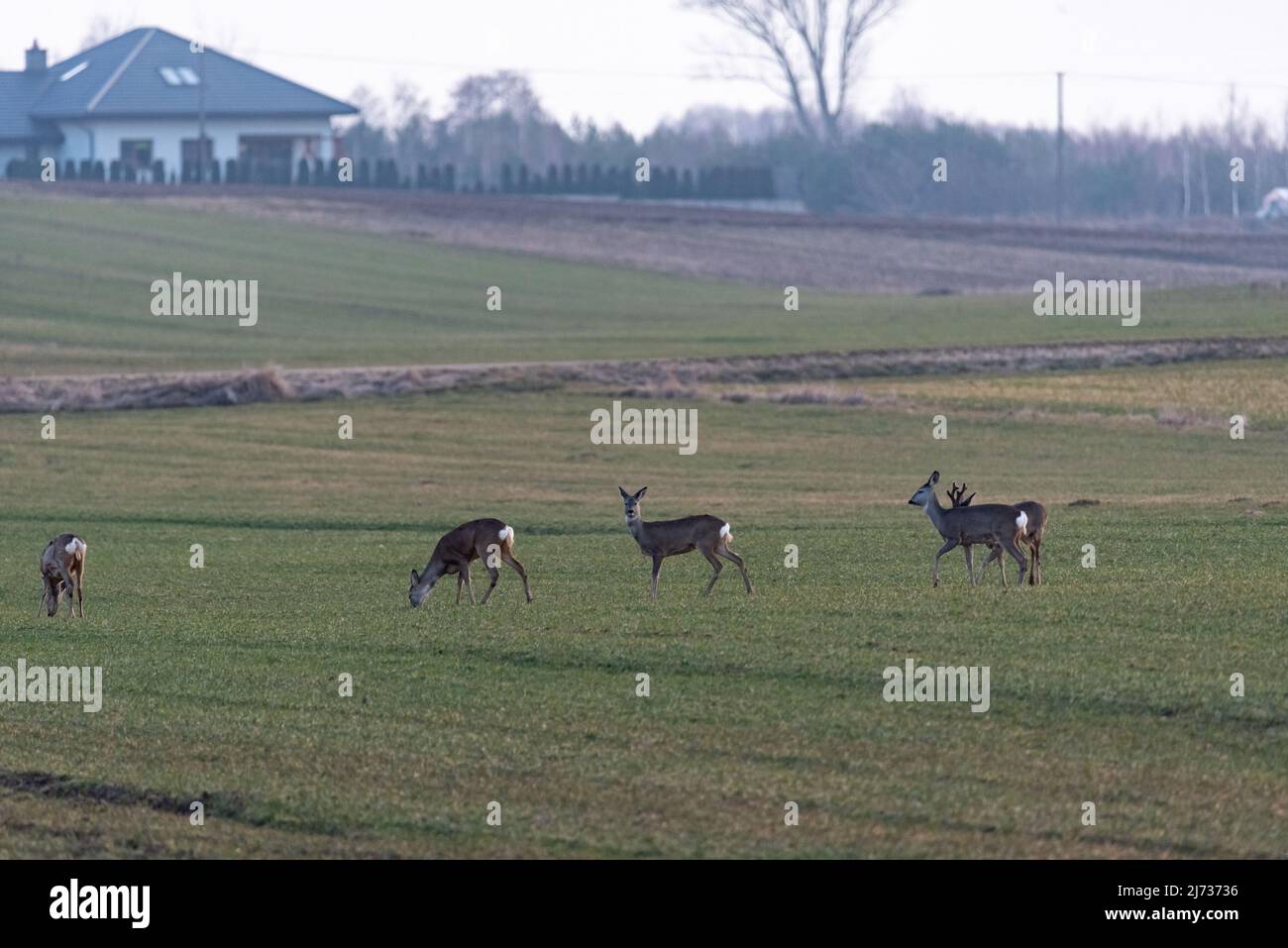 A herd of roe deer on a green spring meadow. Roe deer eating grass ...