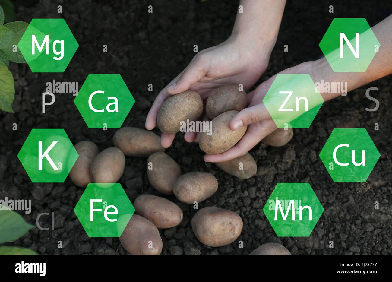 Female farmer gathering potato in field Stock Photo - Alamy