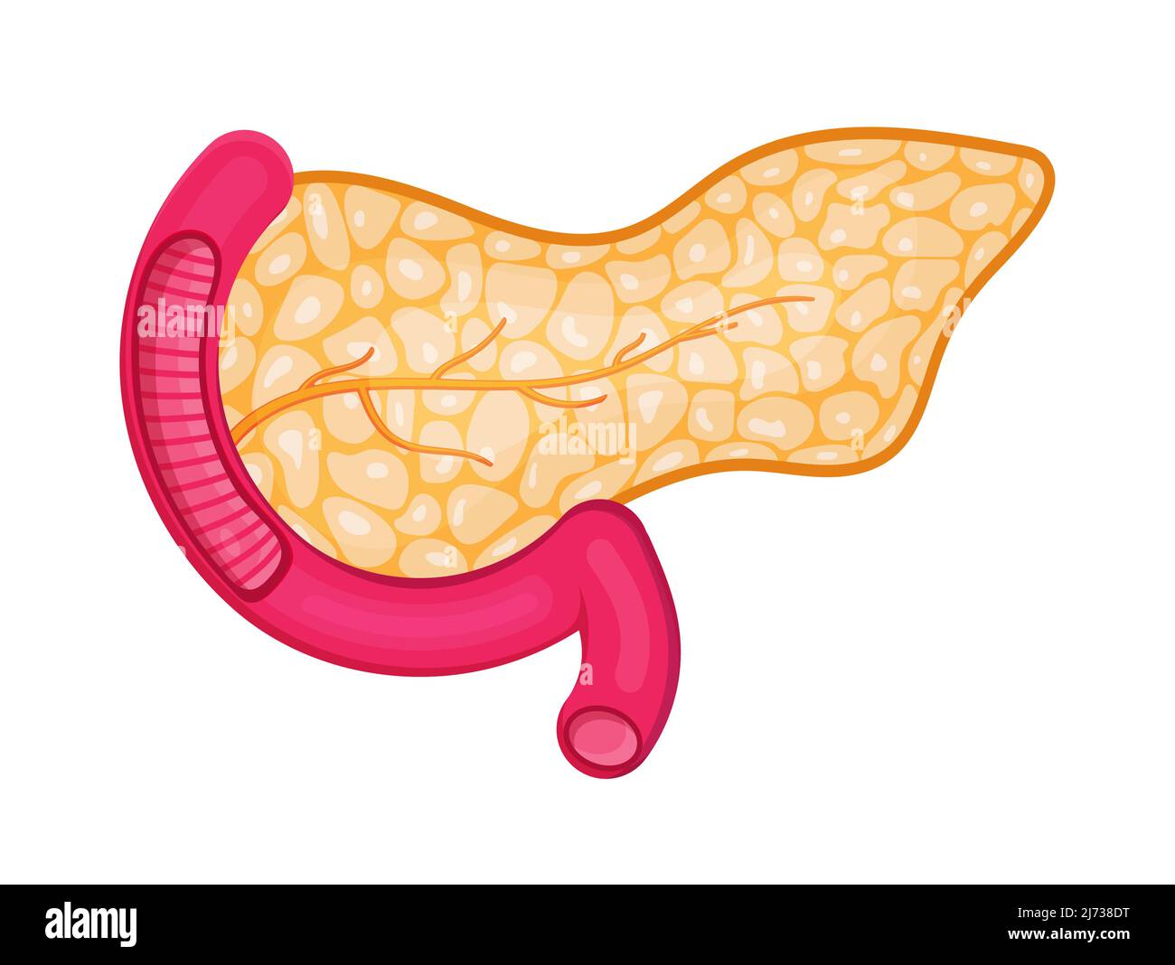 Pancreas with arteries are shown. Internal organ of digestive system on ...