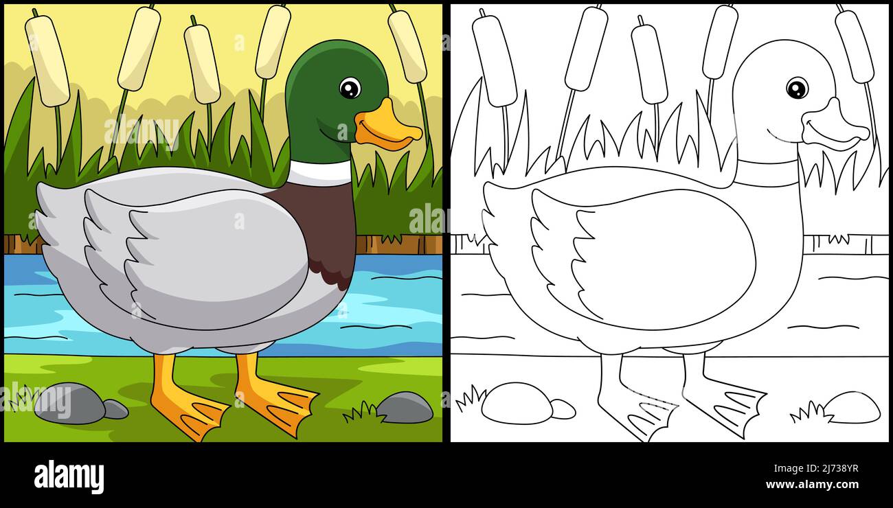 Farm duck cartoon coloring book hi-res stock photography and images - Alamy