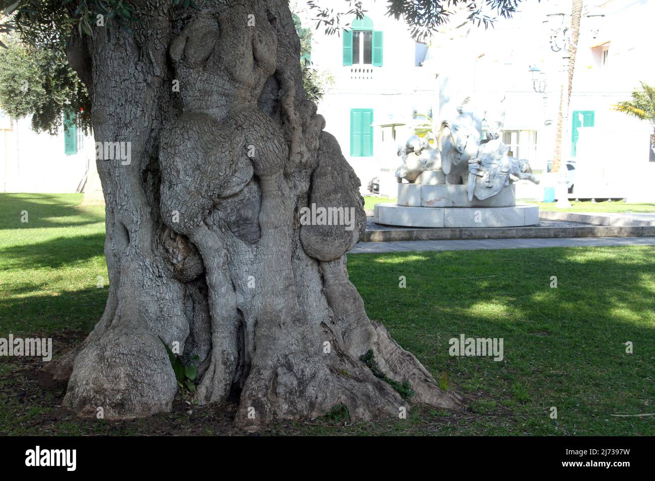 Bumpy tree hi-res stock photography and images - Alamy