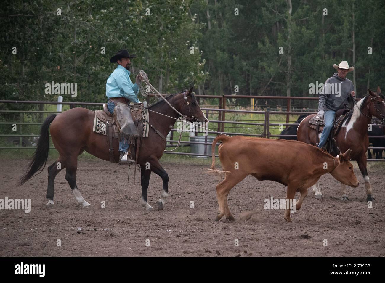 Participants compete in the calf roping event at the annual Ranch Rodeo ...