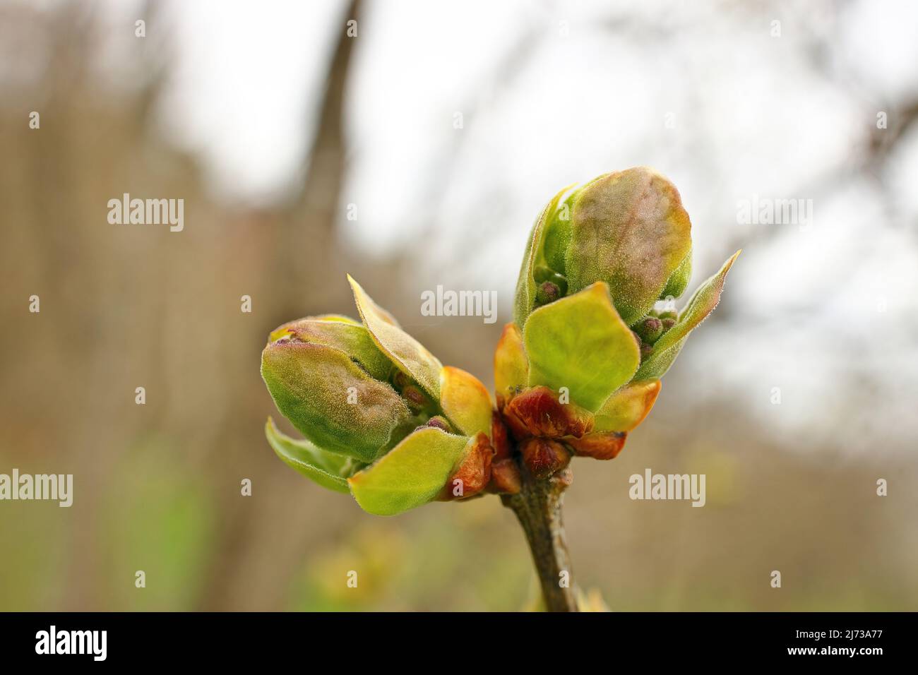 First spring buds on tree branch ready to blossom into leaves to begin ...