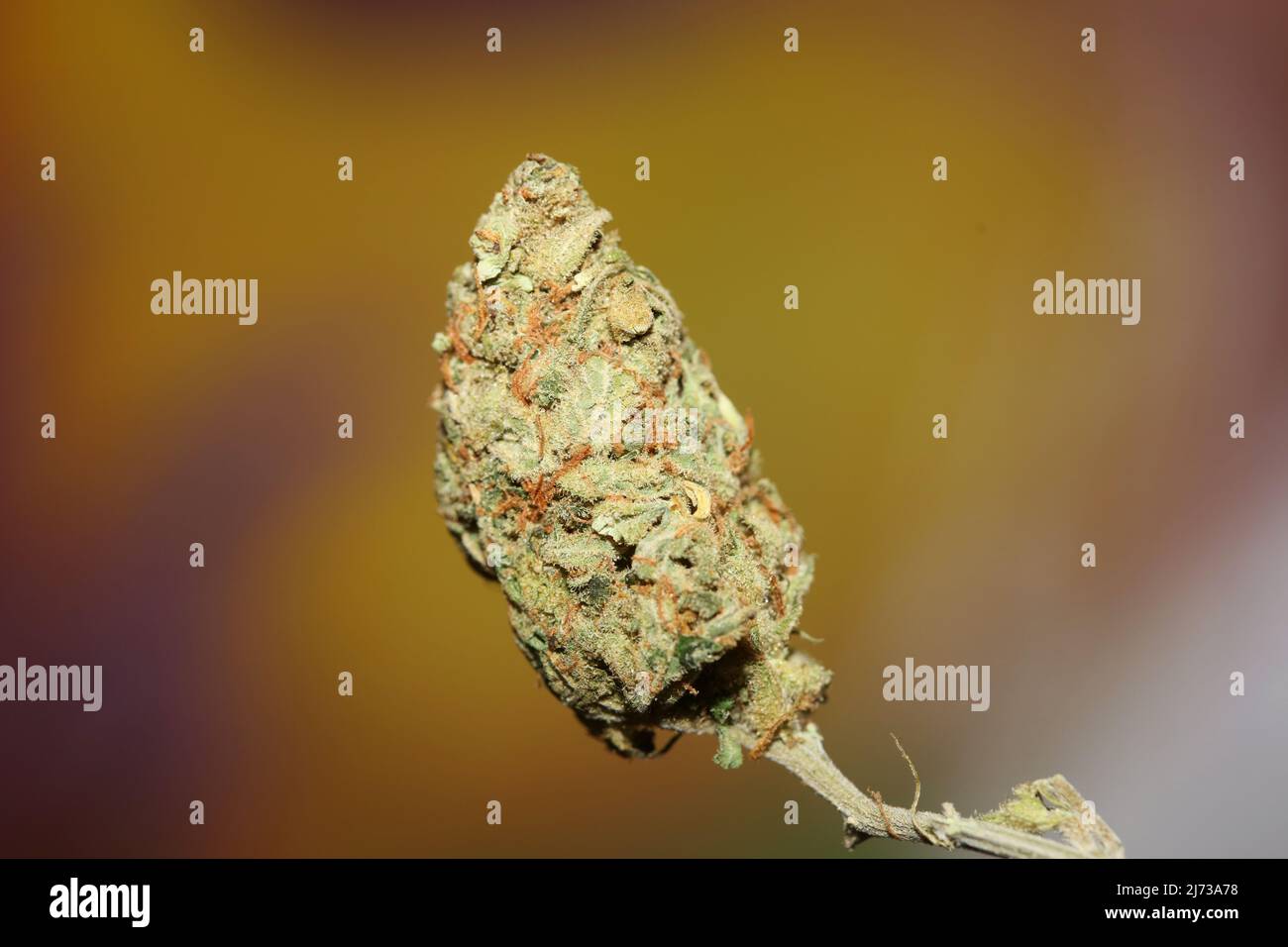 Weed bud close up botanical modern background high quality big size ...