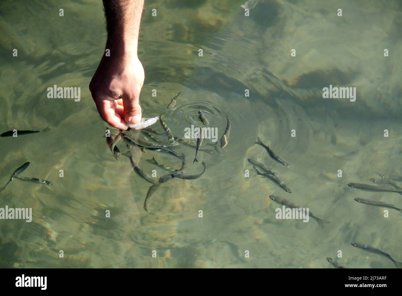 Small fish feeding on a piece of bread that a man is holding underwater ...