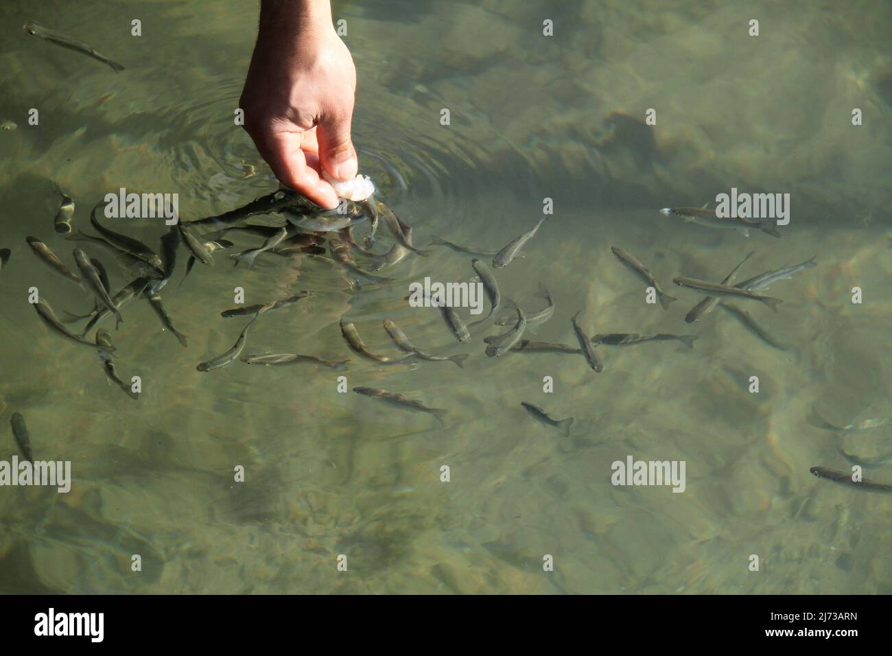 Small fish feeding on a piece of bread that a man is holding underwater ...