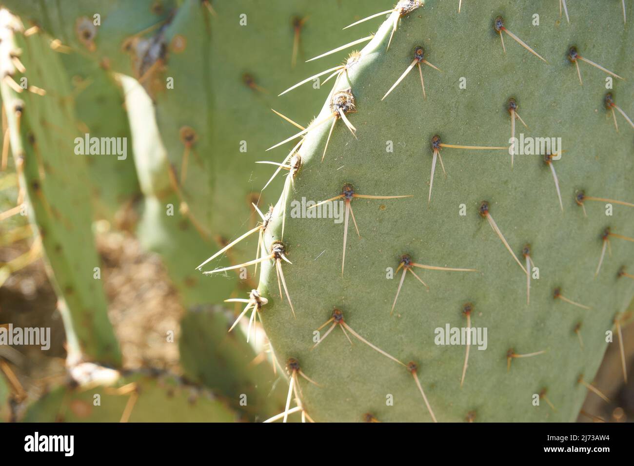 Various cacti on a hiking trail in the mountains of Winkleman, Arizona ...
