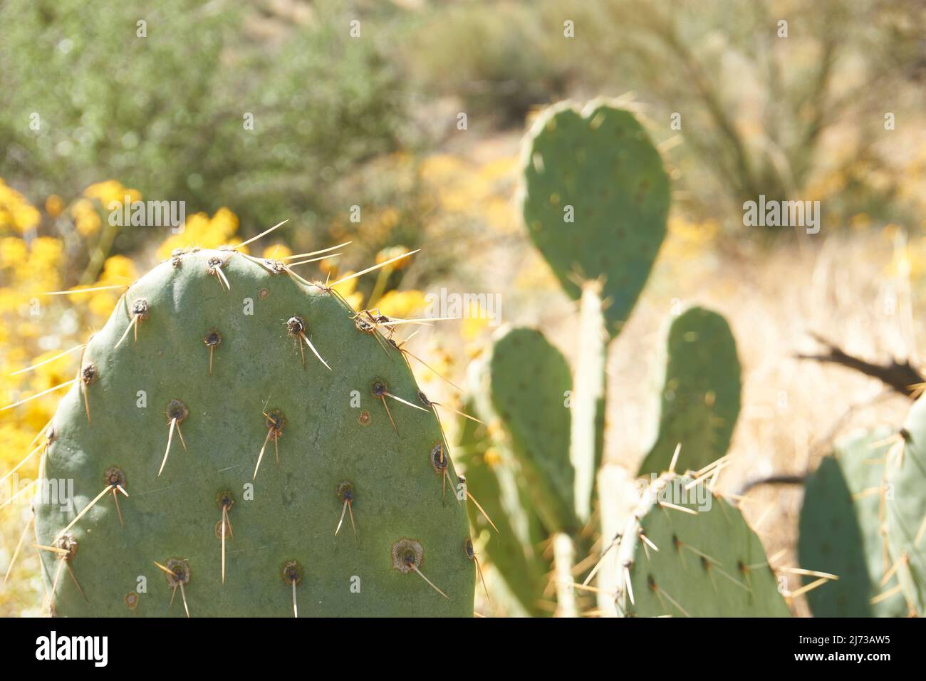 Various cacti on a hiking trail in the mountains of Winkleman, Arizona ...
