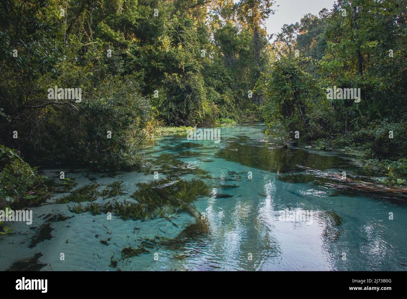 Clear blue water at Rock Springs Run at Kelly Park in Apopka, Florida ...