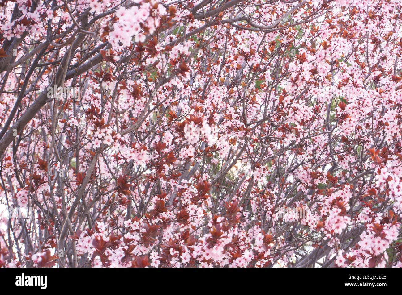 Cherry blossom patterns hi-res stock photography and images - Alamy