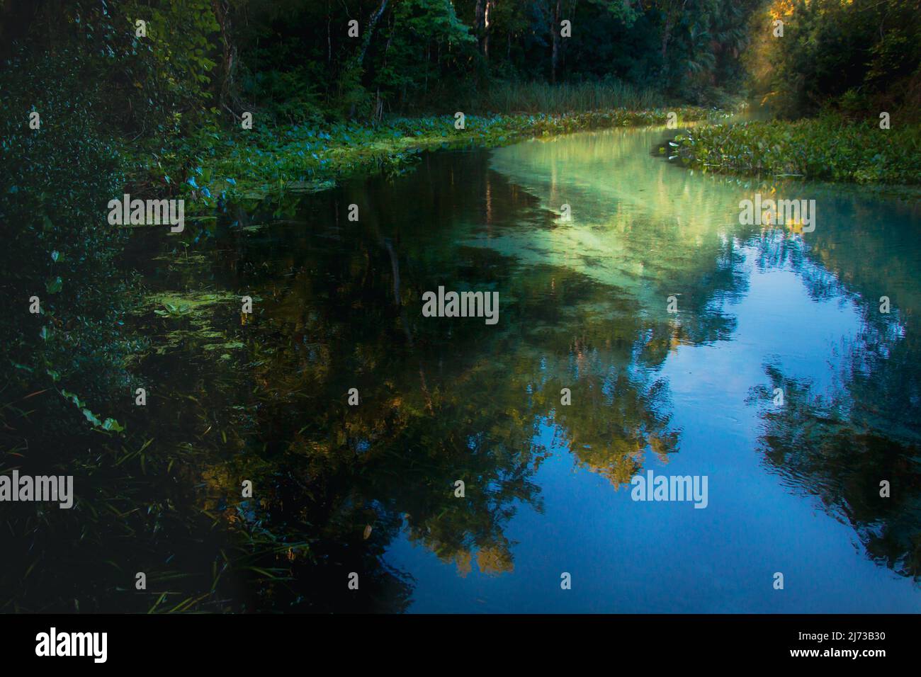 Clear blue water at Rock Springs Run at Kelly Park in Apopka, Florida ...